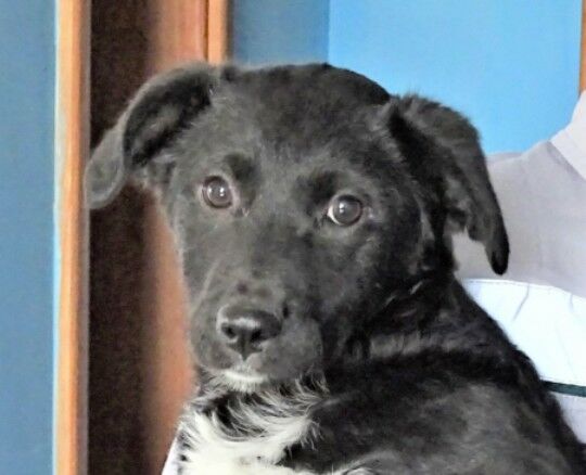 Mischling, reserviert - TONJA, (Notfall/Hündin) - Zuhause gefunden ...