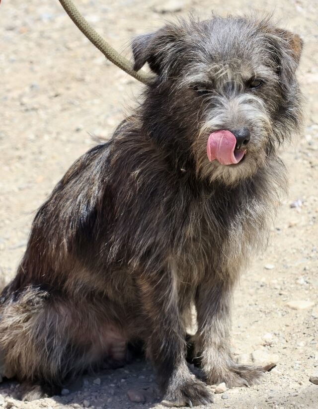 Pipo, Terrier - Mix (Rüde) sucht ein Zuhause - Tierhilfe Costa del ...