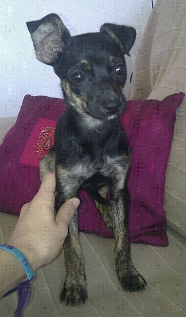 Ratero Mallorquin Mix - Teresa, (Welpe(n)) - Zuhause gefunden ...