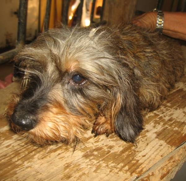 Rauhaardackel (Zwerg) - Biene, (Hündin) - Zuhause gefunden ...