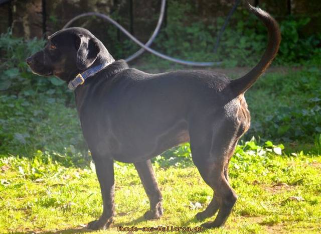 Labrador-Dackel-Mix - NORA, (Hündin) - Zuhause gefunden - Hunde aus ...