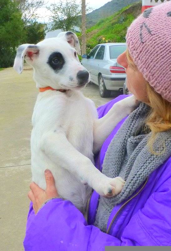 Mischling - Brayan, (Welpe(n)) - Zuhause gefunden - saving-dogs.de ...