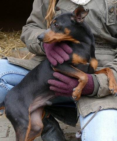 Ratero Mallorquin (Mix?) - Chili, (Rüde) - Zuhause gefunden - Verein ...