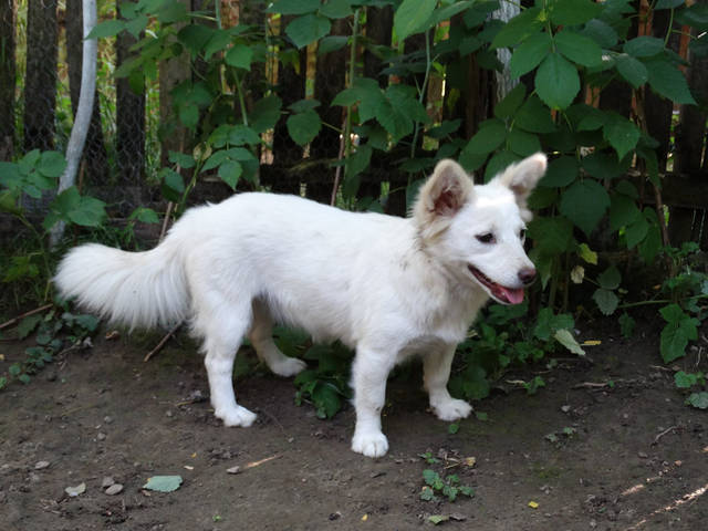 Corgi Spitz Mix - Blanca, (Hündin) - Zuhause gefunden - Tierhilfe Pro ...