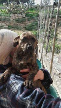 Kelb-tal-Kacca-Mischling - Lenny, (Rüde) - Zuhause gefunden - Hopscotch ...