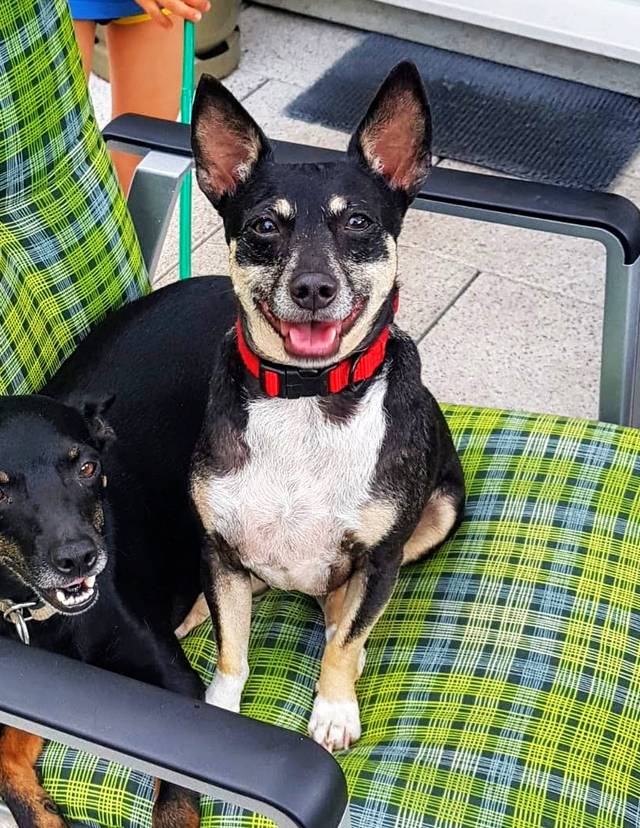 Ratero-Mix - DAVID, (Rüde) - Zuhause gefunden - Hunde aus Mallorca e.V ...