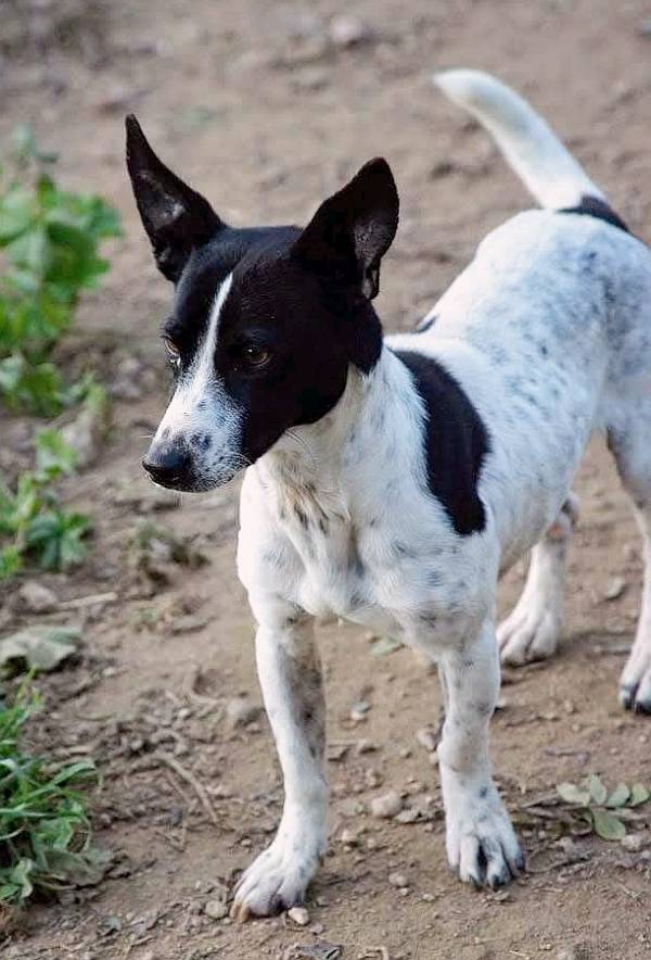 Ratero-Mix - MATIMBO, (Rüde) - Zuhause gefunden - Hunde aus Mallorca e ...