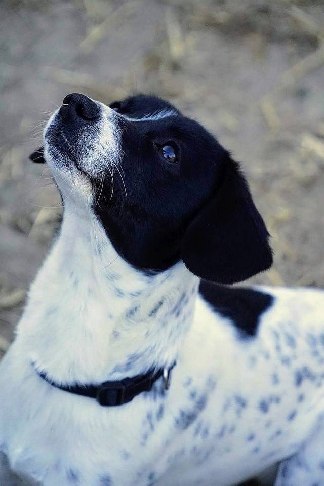 Ratero-Mix - CHICHO, (Rüde) - Zuhause gefunden - Hunde aus Mallorca e.V ...