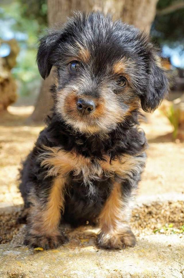 Ratero-Mix - COLA, (Rüde) - Zuhause gefunden - Hunde aus Mallorca e.V ...