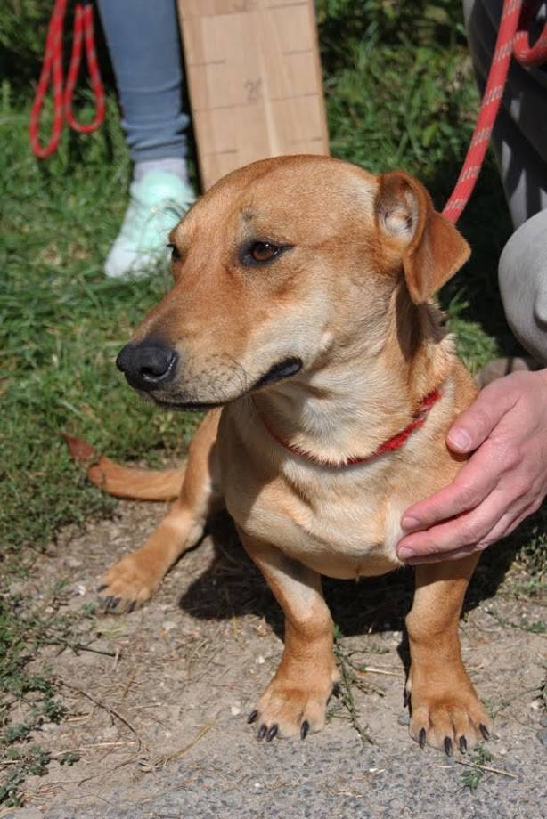 Prézli, Dackel-Mix (Hündin) sucht ein Zuhause - Tierheimleben in Not e ...