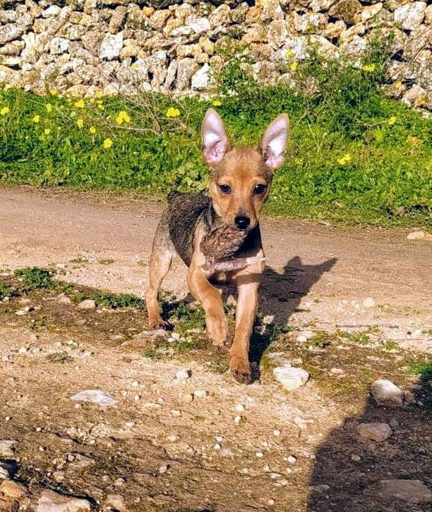 Ratero-Mix - HEIDEMARIE, (Welpe/Hündin) - Zuhause gefunden - Hunde aus ...