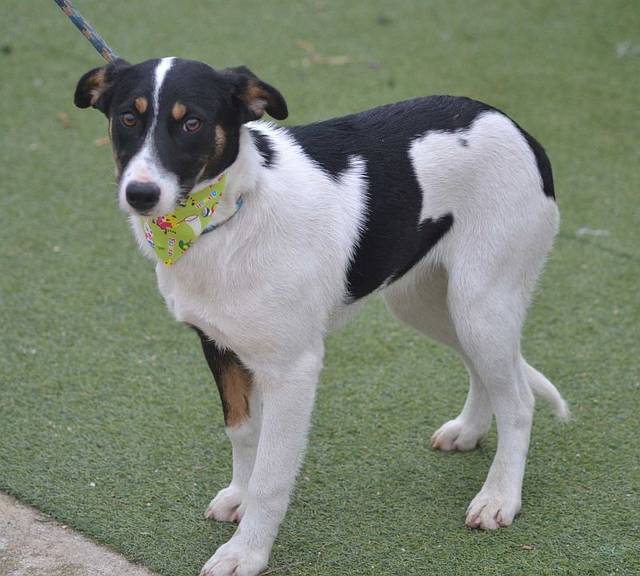 TIMO, Bodeguero-Andaluz-Mischling (Span. Jack-Russell) (Rüde) sucht ein ...
