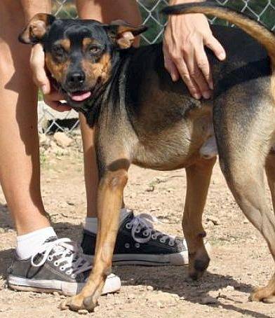 Ratero-Mix - LOCKO, (Rüde) - Zuhause gefunden - Hunde aus Mallorca e.V ...