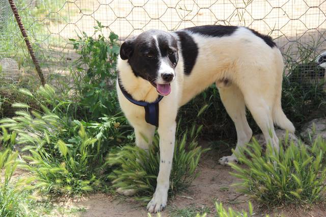 Bernhardiner(?)-Mix - NINO, (Rüde) - Zuhause gefunden - adopTiere e.V ...