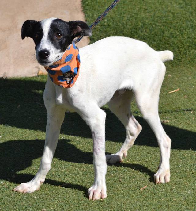 BANDIT, Ratonero-Bodeguero-Andaluz (Span. Jack-Russell) Mischling ...