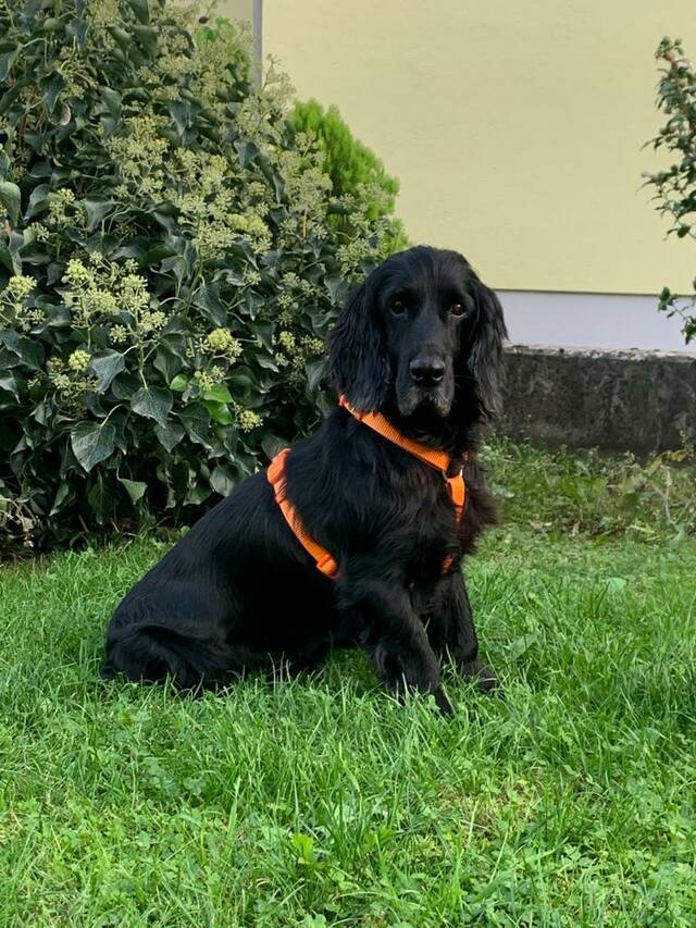 Cookie, Cocker Spaniel (Rüde) aus 67705 Stelzenberg (D) sucht ein ...