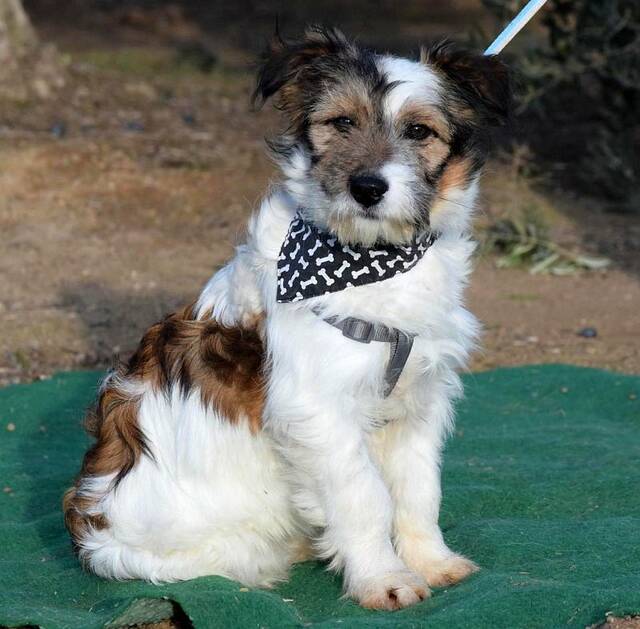 DOGO, Terrier-Mischling (Rüde) sucht ein Zuhause - Franz von Assisi ...