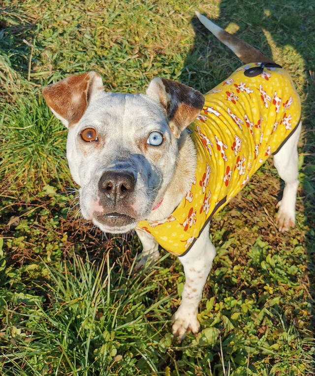 Hund, Jenny - Husky-Pointer-Mix 01/2020 - sucht neues Zuhause