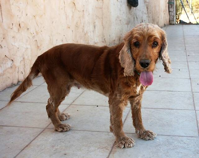 Lana (NL), Cocker Spaniel (Hündin) sucht ein Zuhause - Tierhilfe ...