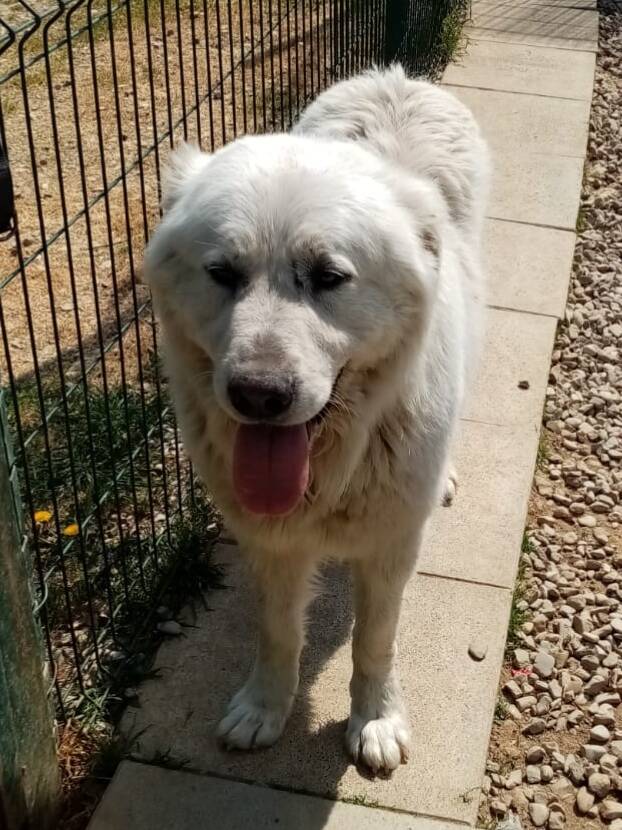 Romeo, Maremmano Mix (Rüde) sucht ein Zuhause - Hundehilfe Mariechen e ...