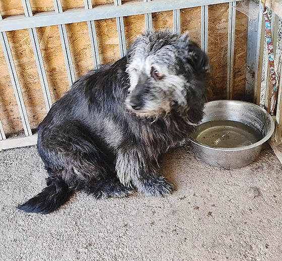 kleiner Rollmops - HUGO - reserviert, (Notfall/Rüde) - Zuhause gefunden ...