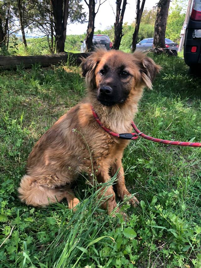 Mischling - LIAM, (Notfall/Welpe) - Zuhause gefunden - Verein Casa ...