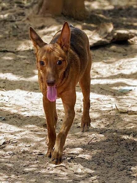 Podenco-Ratero-Mix - NUBI, (Rüde) - Zuhause gefunden - Hunde aus ...