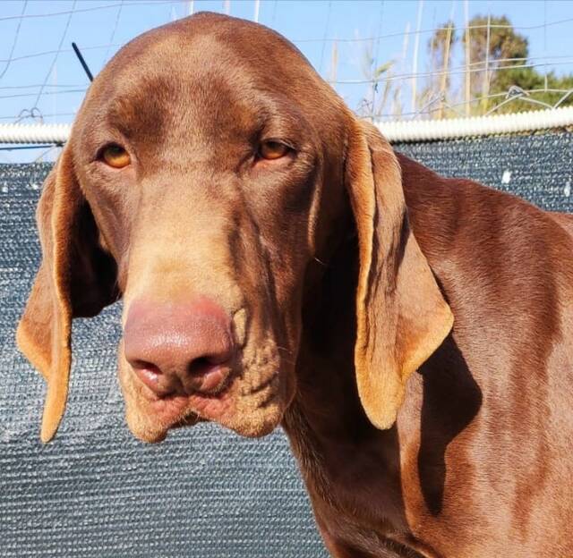 Deutsch Kurzhaar Jagdhund - Roger, (Rüde) - Zuhause gefunden ...