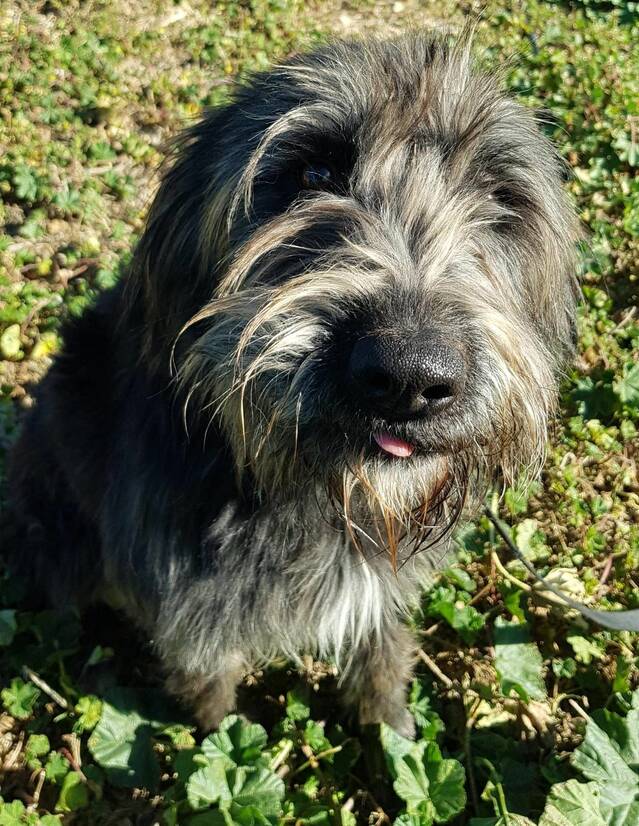 Pastore Fonnese Mischling - Maia, (Hündin) - Zuhause gefunden - saving ...