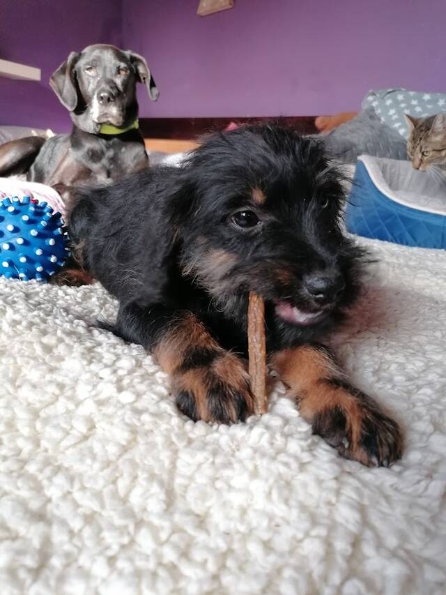 Dackel-Terrier-Mix - Titan, (Welpe/Rüde) - Zuhause gefunden ...