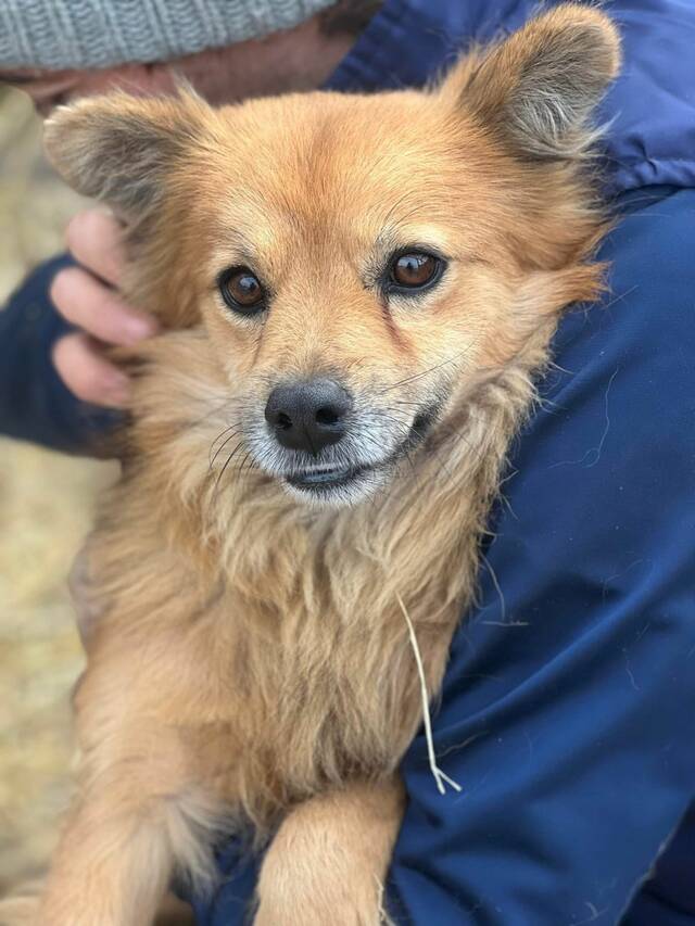 Mischling, reserviert - SCHIMO, (Rüde) - Zuhause gefunden - Verein Casa ...