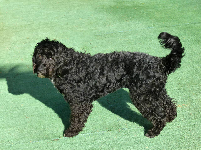 Spanischer Wasserhund In Not