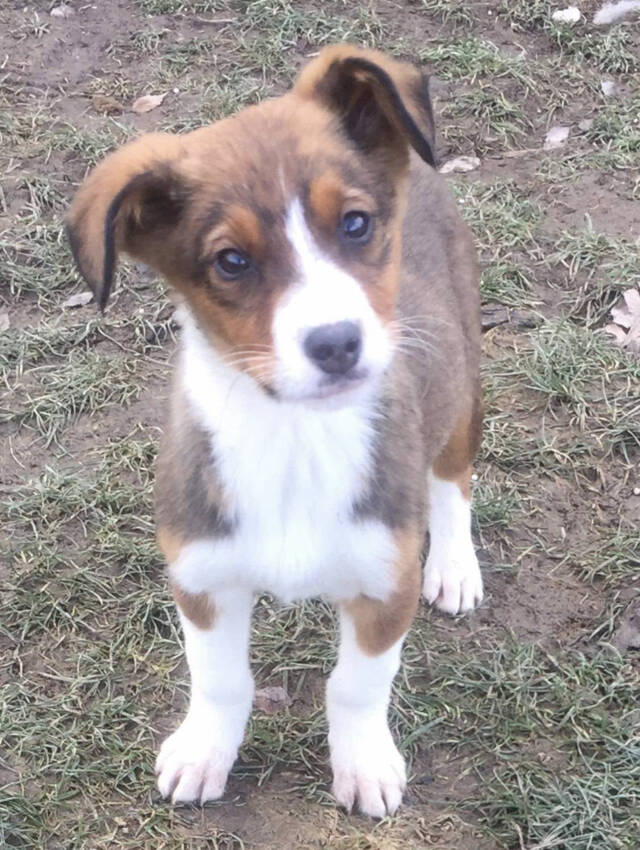 Mischling, bleibt kleiner bis mittelgroß, reserviert - ATOS2, (Welpe(n ...