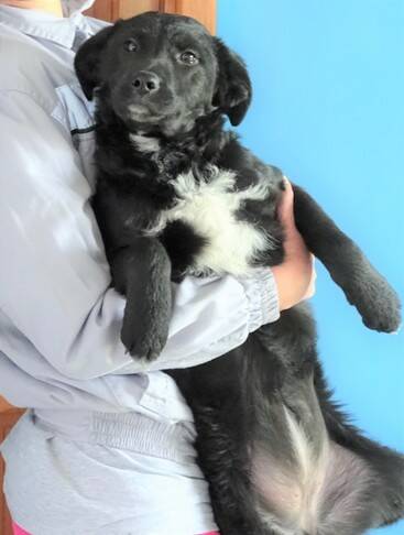 Mischling, reserviert - TONJA, (Notfall/Hündin) - Zuhause gefunden ...