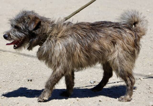 Pipo, Terrier - Mix (Rüde) sucht ein Zuhause - Tierhilfe Costa del ...