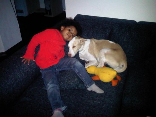 Podenco/ Labrador Mix - Cessidy, (Rüde) - Zuhause gefunden - Helfende ...