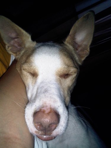 Podenco/ Labrador Mix - Cessidy, (Rüde) - Zuhause gefunden - Helfende ...