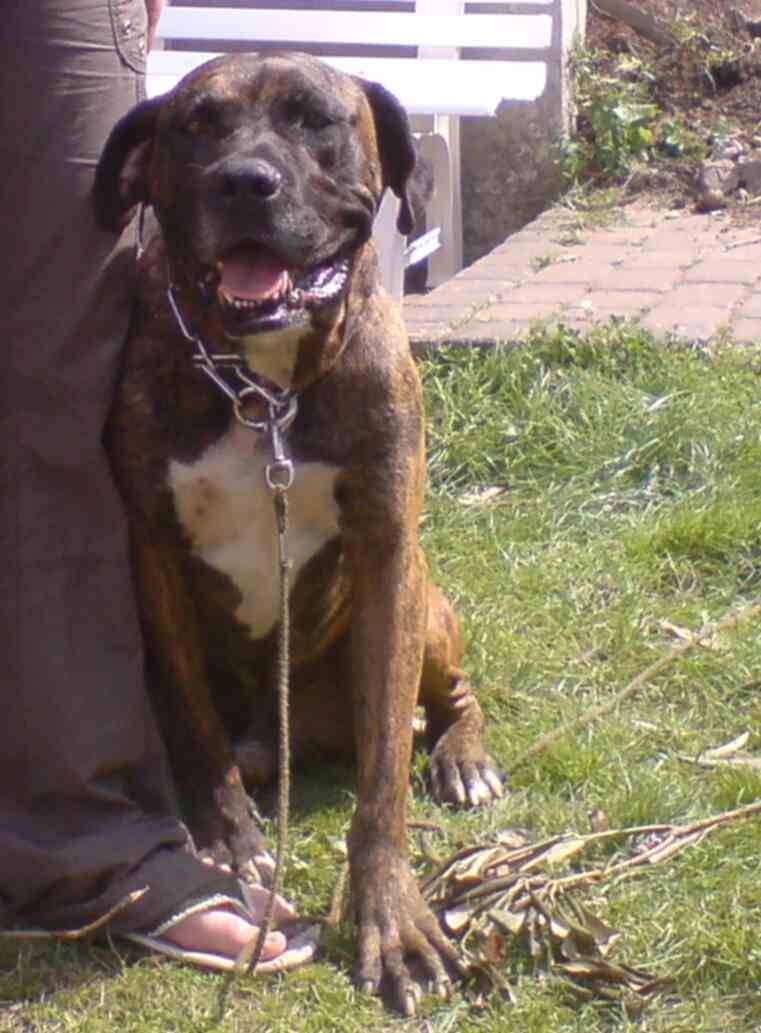 Presa Canario - Boxer Mix, katzenverträglich, kinderlieb, geb. 2006 ...