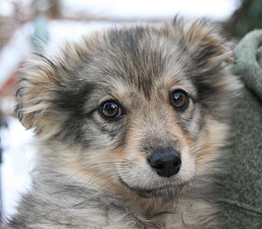 Mischling Typ Zwergspitz/Pomeranian - MIA, (Welpe(n)) - Zuhause ...
