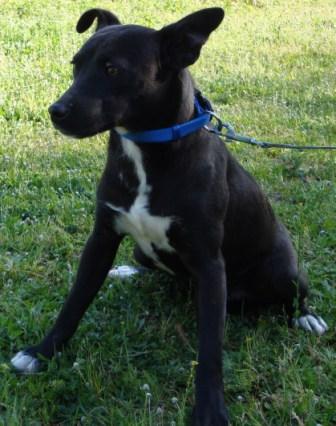 Labrador-Ratero-Mix - Perdut, (Rüde) - Zuhause gefunden - Eurodog ...