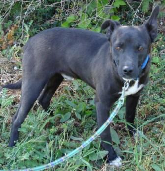 Labrador-Ratero-Mix - Perdut, (Rüde) - Zuhause gefunden - Eurodog ...