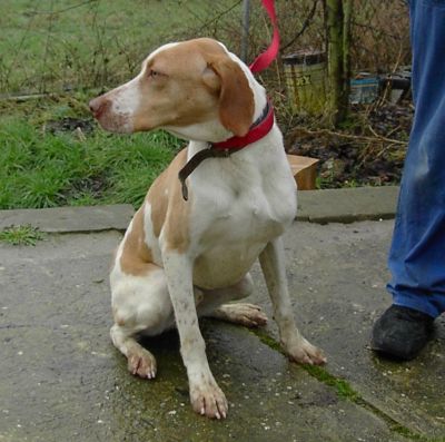 Labrador-Pointer-Mix - RUFO, (Rüde) - Zuhause gefunden - Verein Tiere ...