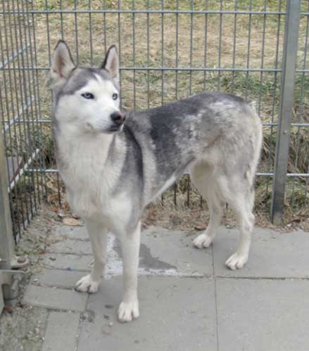 Siberian Husky - Saski, (Hündin) - Zuhause gefunden - Nothilfe für ...