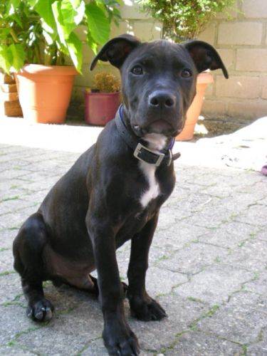 AmStaff - Seal, (Welpe(n)) - Zuhause gefunden - Heavenleigh - Tiere in ...