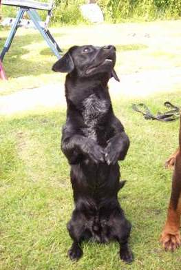 Dackel-Labrador Mix - Spike, (Rüde) - Zuhause gefunden ...