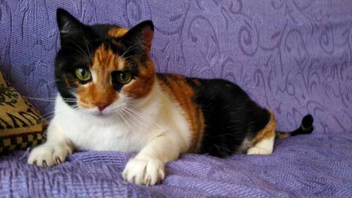 Katze - AFRODITA, (weiblich) - Zuhause gefunden - Tierheim Sierra ...