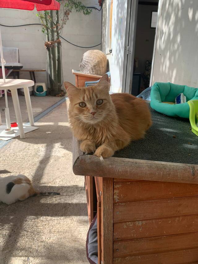 Katze - JOLYN, (weiblich) - Zuhause gefunden - Tierheim Sierra Nevada ...
