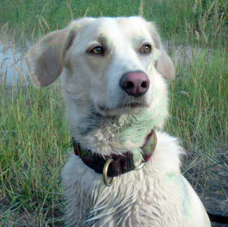 Podenco-Labrador-Mix - Watson, (Rüde) - Zuhause gefunden - Tierhilfe ...
