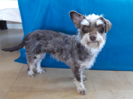 Mini-Schnauzer-Dackel-Mischling - Yola, (Hündin) - Zuhause gefunden ...