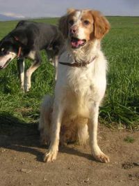 Breton Mix - Cosme, (Notfall) - Zuhause gefunden - Tierschutz-Spanien ...